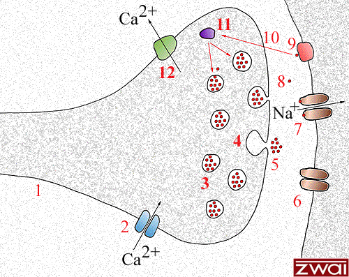 Abb. 1: motorische Endplatte - mit freundlicher Genehmigung von Ulrich ...